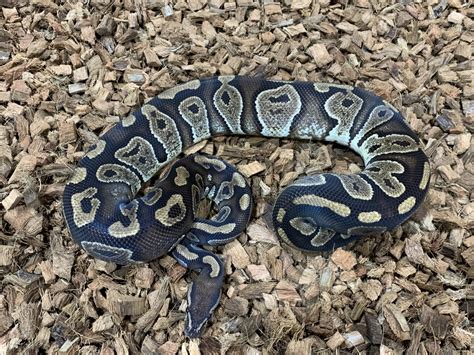 Raven Ball Python Traits Morphpedia