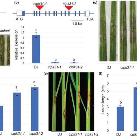 cipk31 mutants are more susceptible to sheath blight a ds insertion download scientific
