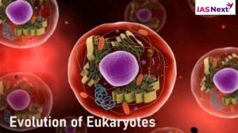 Evolution Of Eukaryotes