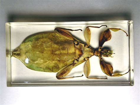 Phyllium Siccifolium Leaf Insect