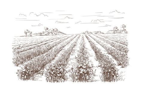 Farm Crops Drawing