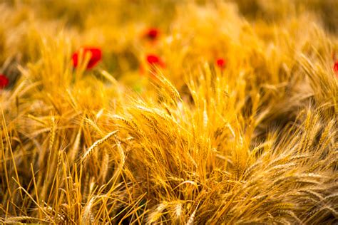 밀 필드입니다 황금 밀의 귀 닫습니다 아름 다운 자연 일몰 풍경입니다 빛나는 햇빛 아래 농촌 풍경입니다 초원 밀 필드의 귀를 숙성의 배경입니다 풍부한 수확 개념 0명에 대한