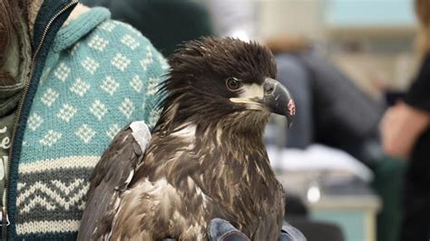 Juvenile Eagles Release Delayed Due To Warm Start To Mn Winter