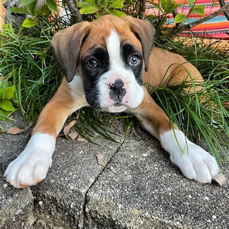 15 Photos Of Adorable Boxer Puppies That Make Everyones Heart Melt