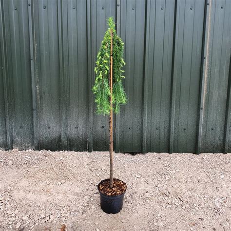 Larix Stiff Weeper Japanese Weeping Larch