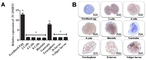 A Testis Specific Dmrt1 Double Sex And Mab 3 Related Transcription