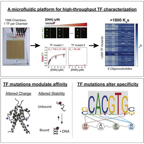 High Throughput Affinity Measurements Of Transcription Factor And Dna