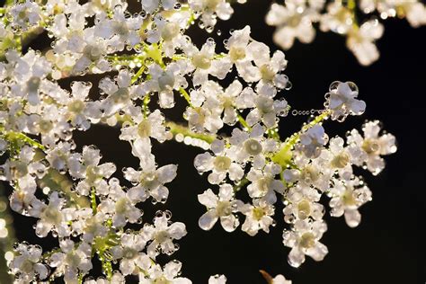 вех ядовитый Вехи Цветы