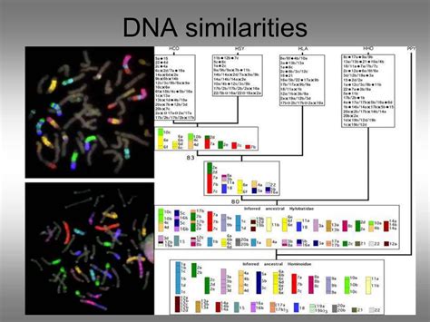 Binomial Classification Of Animals And Taxonomy Ppt