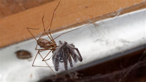 Fact File Daddy Long Legs Spider Pholcus Phalangioides Australian Geographic
