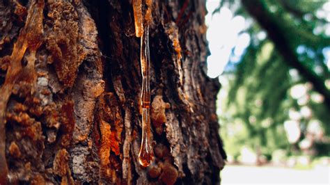 Resin Protects Damage Biological Strategy AskNature