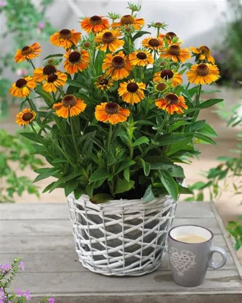Hardy Autumn Plants For Containers Helenium Short N Sassy Garden Tips