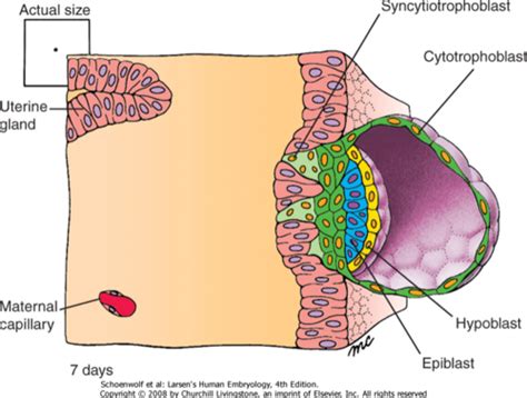 Lecture 15 Implantation And Bilaminar Disc Formation Flashcards Quizlet