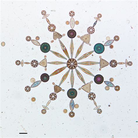 Tiny Organisms Turned Into Art Pictures Cnet