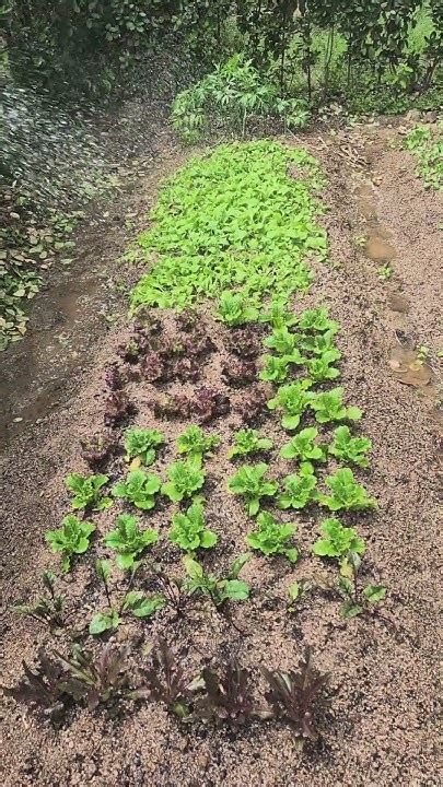 텃밭채소들은 샤워중 ️ Youtube