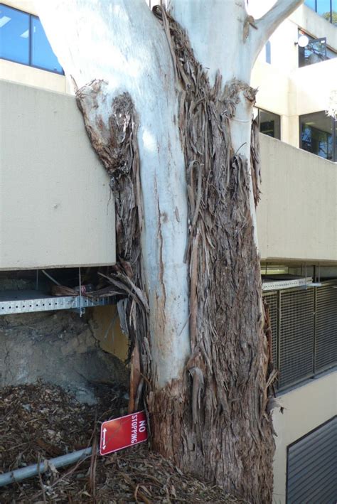 Tree Risk Assessment
