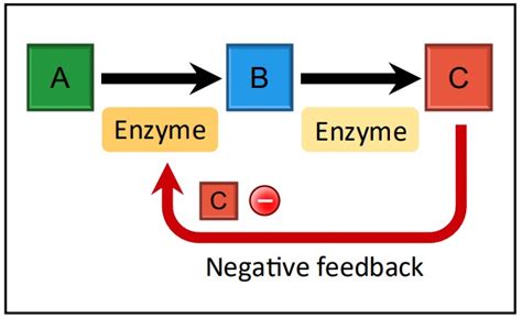 Enzyme Regulation And Metabolic Pathways