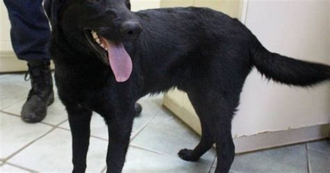 Dylek Większość życia Spędził Za Kratami Pomóż Mu Zamienić Schronisko