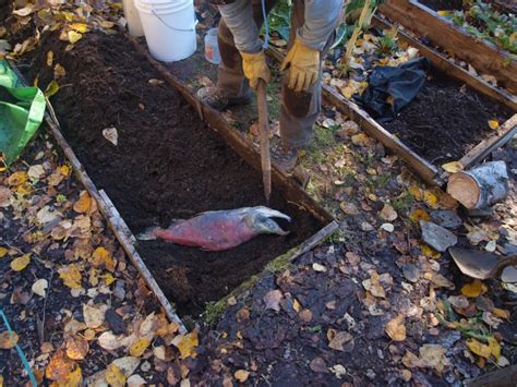 Rotting Salmon Carcasses Yield Bumper Crop Of Veggies Anchorage Daily News