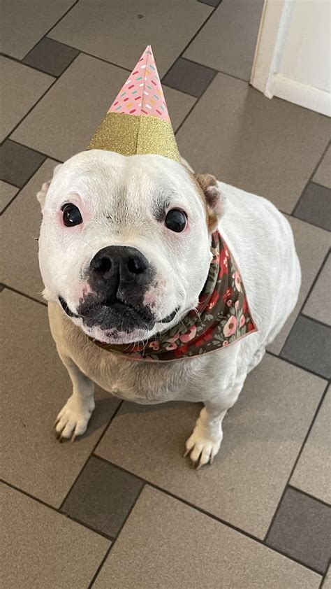 Miss Penny Rpitbullsinpartyhats