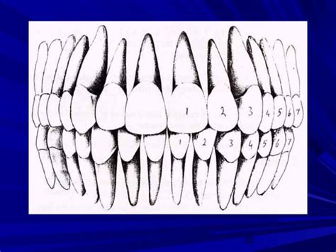 Primary Teeth And Occlusion Ppt Dental Health Diseases And Conditions