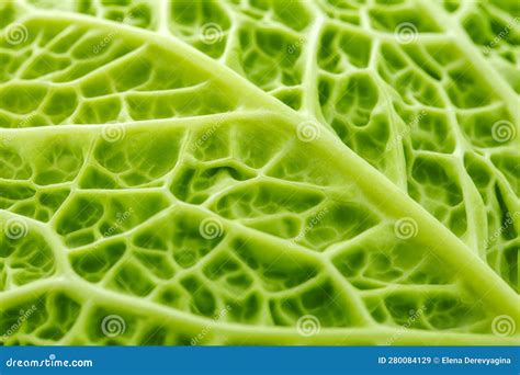 Structure Of The Green Leaf Isolated On White Background Royalty Free