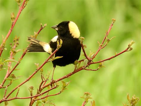 Male Bobolink Bidgood Park Goulds Downhome Magazine Male Bobolink Bidgood Park Goulds Downhome Magazine