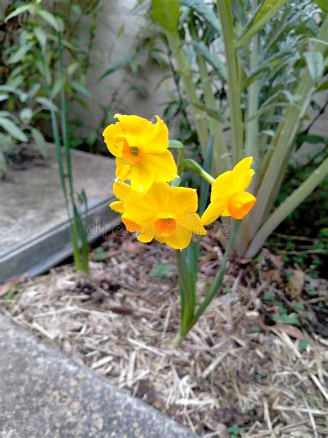 Rays Of Sunshine Stock Image Image Of Garden Leaf 225249907