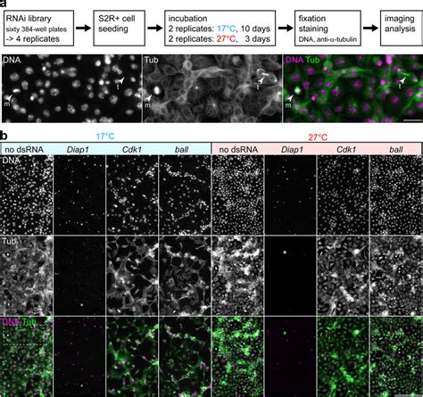 Genome Wide Rnai Screen For Genes Of Temperature Dependent Importance