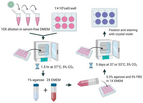 Plaque Assay Steps At Francine Rice Blog