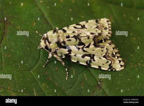 Detailed Closeup On The Light Green And White Scarce Merveille Du Jour Moth Moma Alpium Sitting