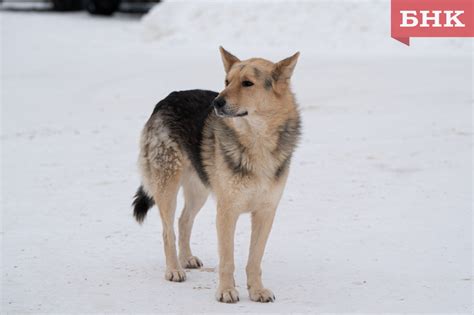 Прокуратура начала проверку после нападения собаки на девочку в Инте « БНК