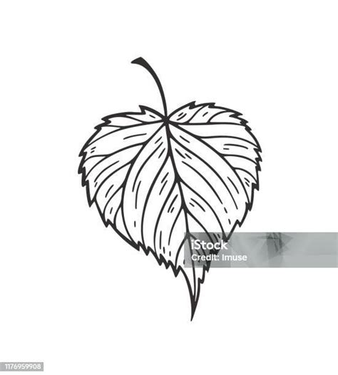 떨어지는 나뭇잎 벡터 그림입니다 장식 그래픽 검은 윤곽 가을 단풍 컬렉션 흰색 배경에 고립 손으로 그린 유기 선 0명에 대한 스톡 벡터 아트 및 기타 이미지 Istock