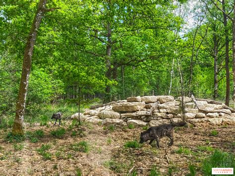 Dormez Avec Les Loups Une Nuit Dans Un Bivouac Confort Au Cœur De La