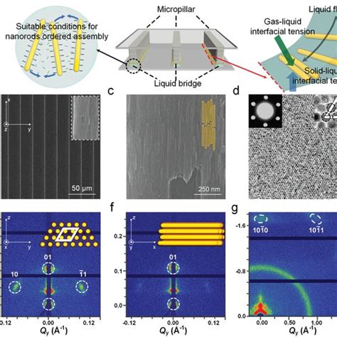 Thermodynamics In The Assembly Of Nanorods A Schematic Diagram Of A