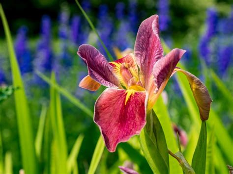 Iris