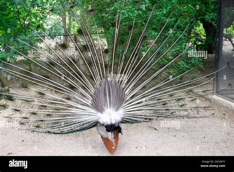 The Male Peacock Fanned Out His Tail And Stood With His Backside Up