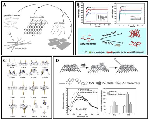 A The Surface Of Graphene Oxide Sheets Redirects The Amyloid Peptide