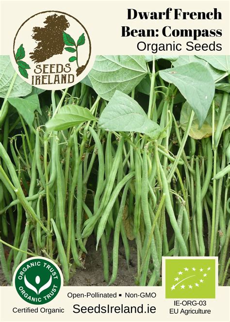 Dwarf French Bean Compass Seeds Ireland Organic Vegetable Seed
