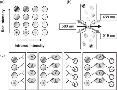 design of a multiplex microbead immunoassay based on flow cytometry