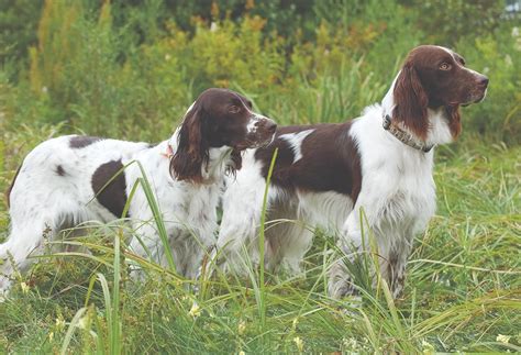 French Spaniel Dosty About Breeds