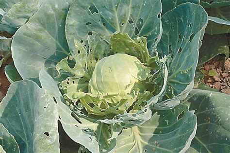 Опазете зелето Български Фермер