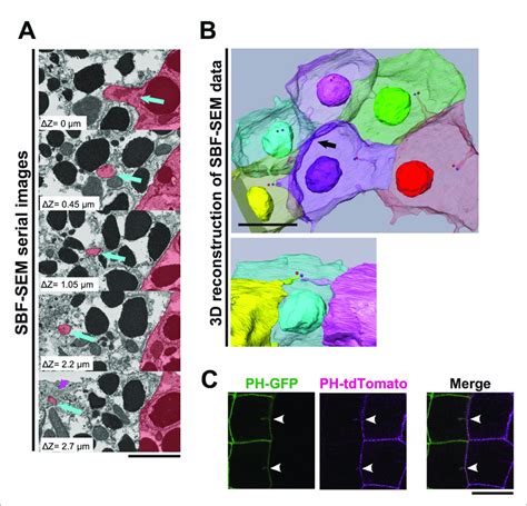 The Invaginations Consist Of Two Plasma Membranes And Elongate Toward
