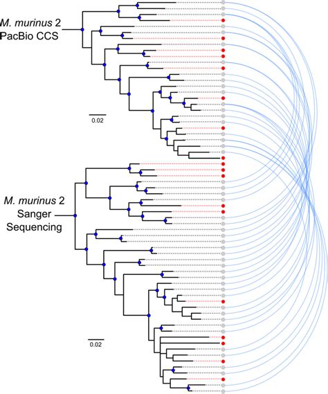 Arcplot Of Ccs And Yoder Et Al V1r I Bayesian Phylogenies Blue Lines