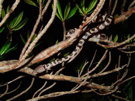 Chilabothrus Monensis Peter Tolson West Indian Boas