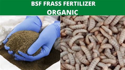 Black Soldier Fly Organic Fertilizer Frasshow Black Soldier Fly Turn