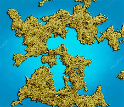 Streptococcus Gordonii Sem Stock Image C043 7612 Science Photo Library