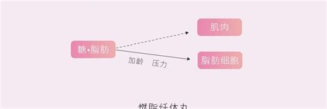 日本pola宝丽 Rise Curve Tablet燃脂纤体丸 180粒入 玫瑰果实控糖控脂 减肥瘦身燃脂纤体美体塑形 亚米