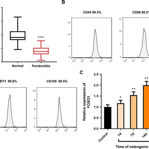 Clinical Expression Of Foxo1 And Expression In Pdlscs During Osteogenic Download Scientific