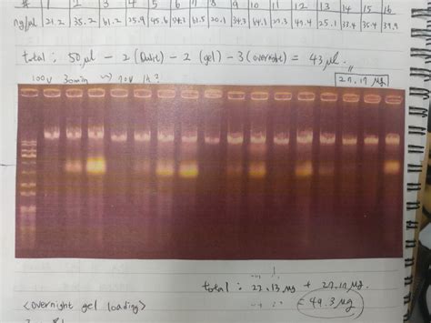 Gdna Extraction With Ctab Treated With Rnase But One Same Size Of Smear Bands Occurred What